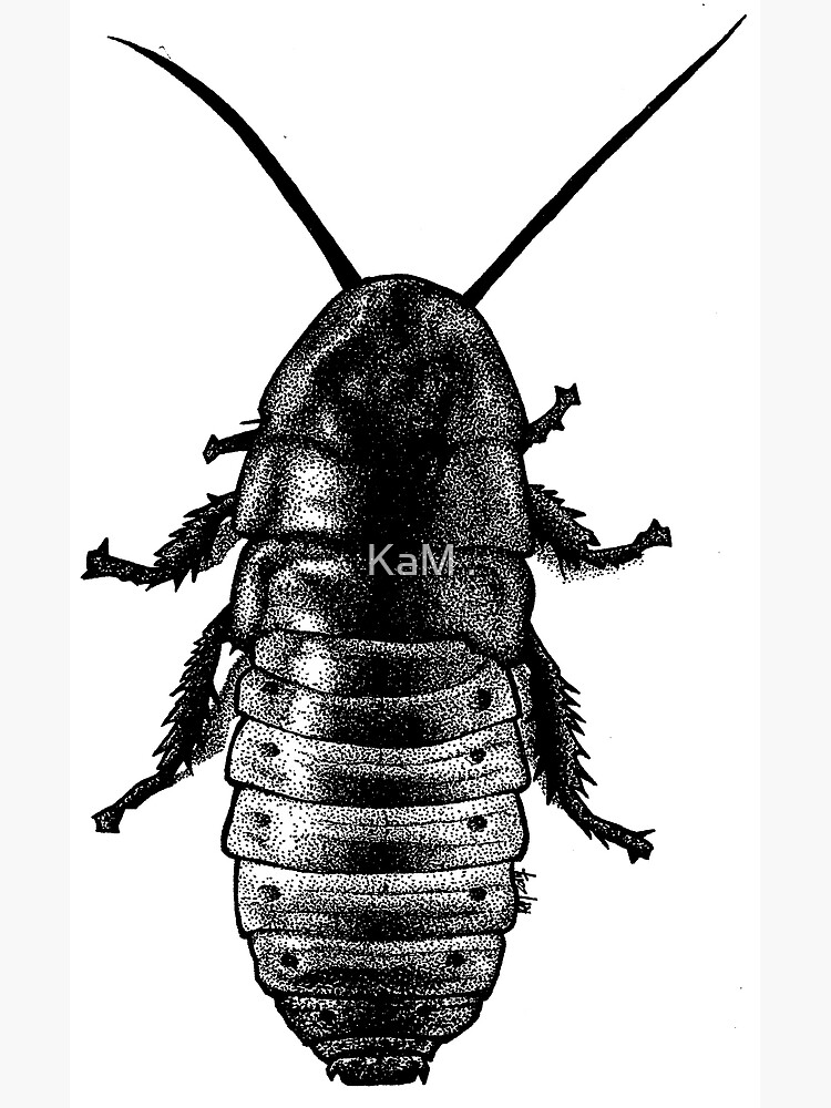 "CockRoach" Art Print for Sale by KaMsTouch | Redbubble