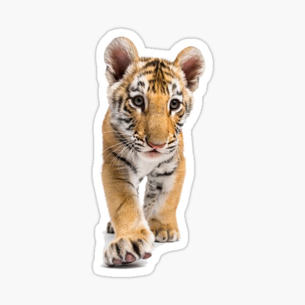 "Tiger cub" Sticker for Sale by Zip-Zup | Redbubble