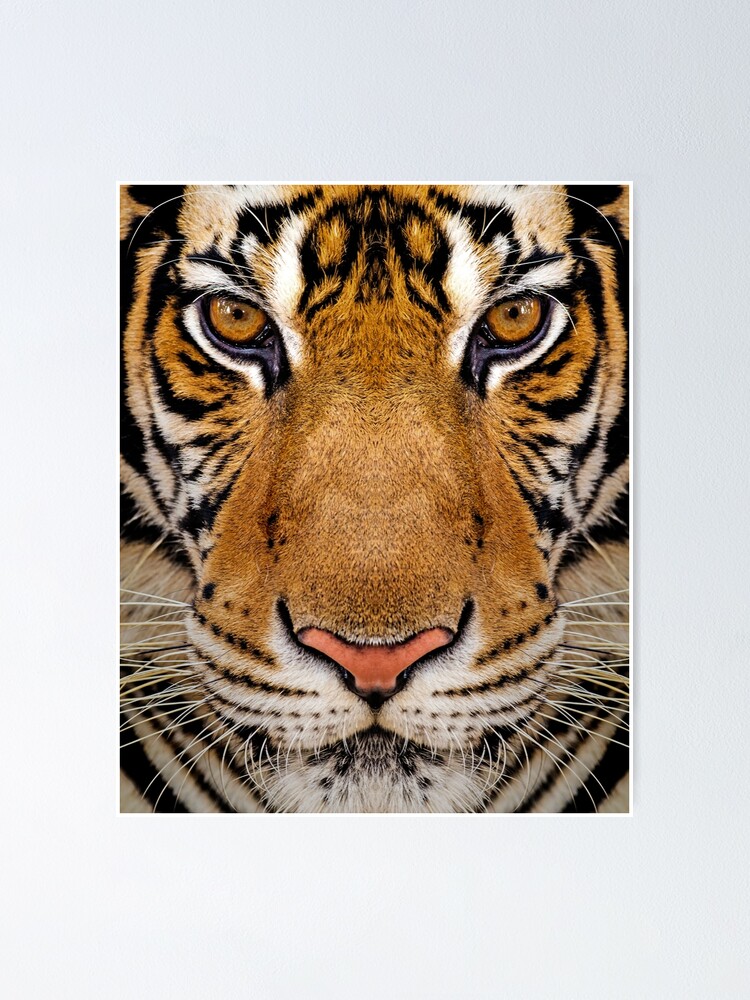"Tiger muzzle" Poster for Sale by Zip-Zup | Redbubble
