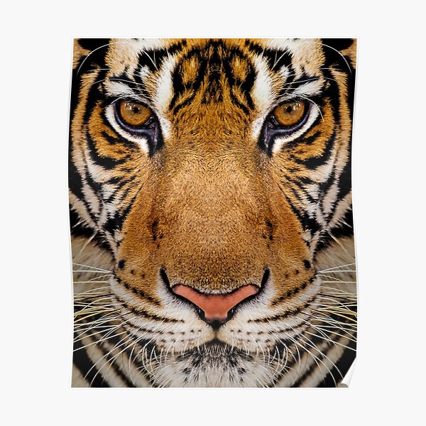 "Tiger muzzle" Poster for Sale by Zip-Zup | Redbubble