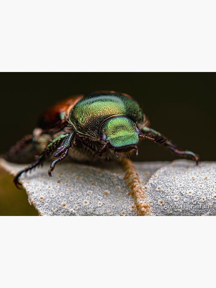 "Japanese Scarab Beetle - Popillia Japonica" Sticker for Sale by ...