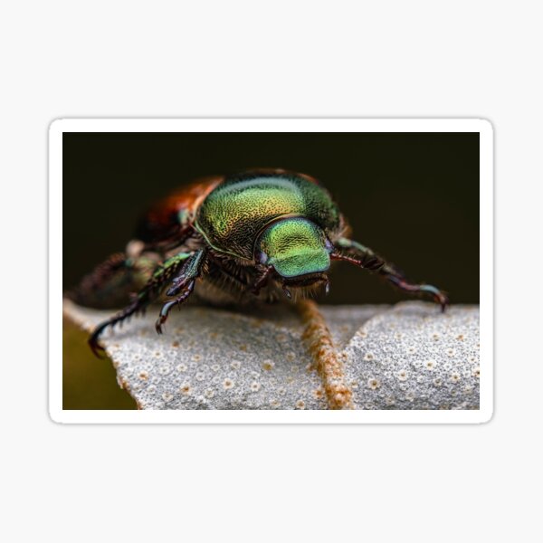 "Japanese Scarab Beetle - Popillia Japonica" Sticker for Sale by ...