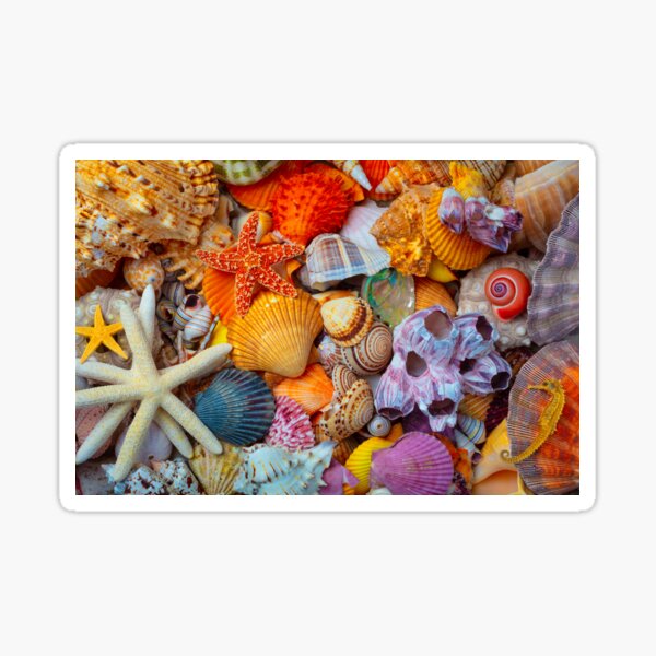 "Sea Treasures Of Beautiful Shells" Sticker for Sale by photogarry ...