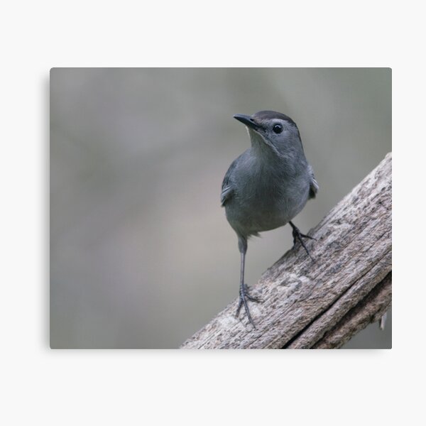 Catbird Gifts & Merchandise | Redbubble
