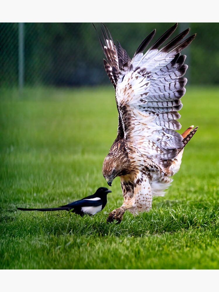 "Red Tail Hawk About to Strike" Sticker for Sale by jecphotography ...
