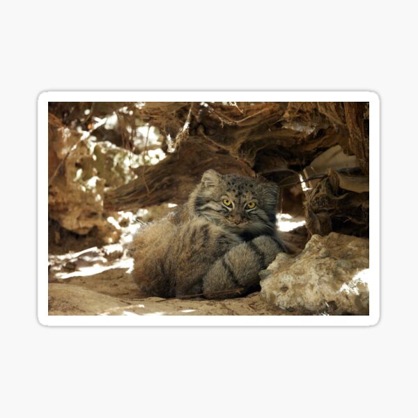 "Fellini the Pallas's cat from Italy" Sticker for Sale by RomanPaulov ...