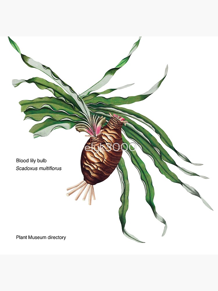 "Plant lover Plant Museum directory Blood lily bulb" Poster for Sale by ...