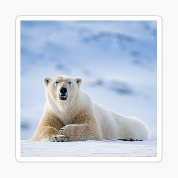 "Polar Bear" Sticker for Sale by Juliako123 | Redbubble