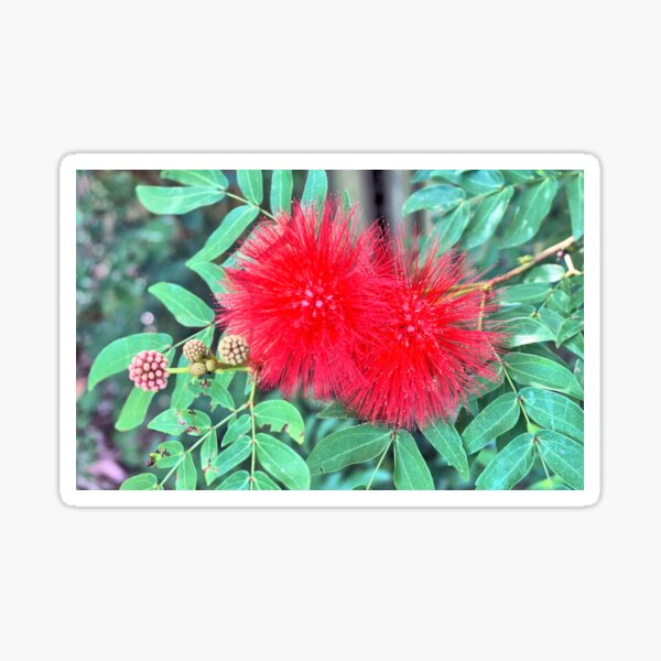"Powder Puff Flowers" Sticker by sagram45 | Redbubble