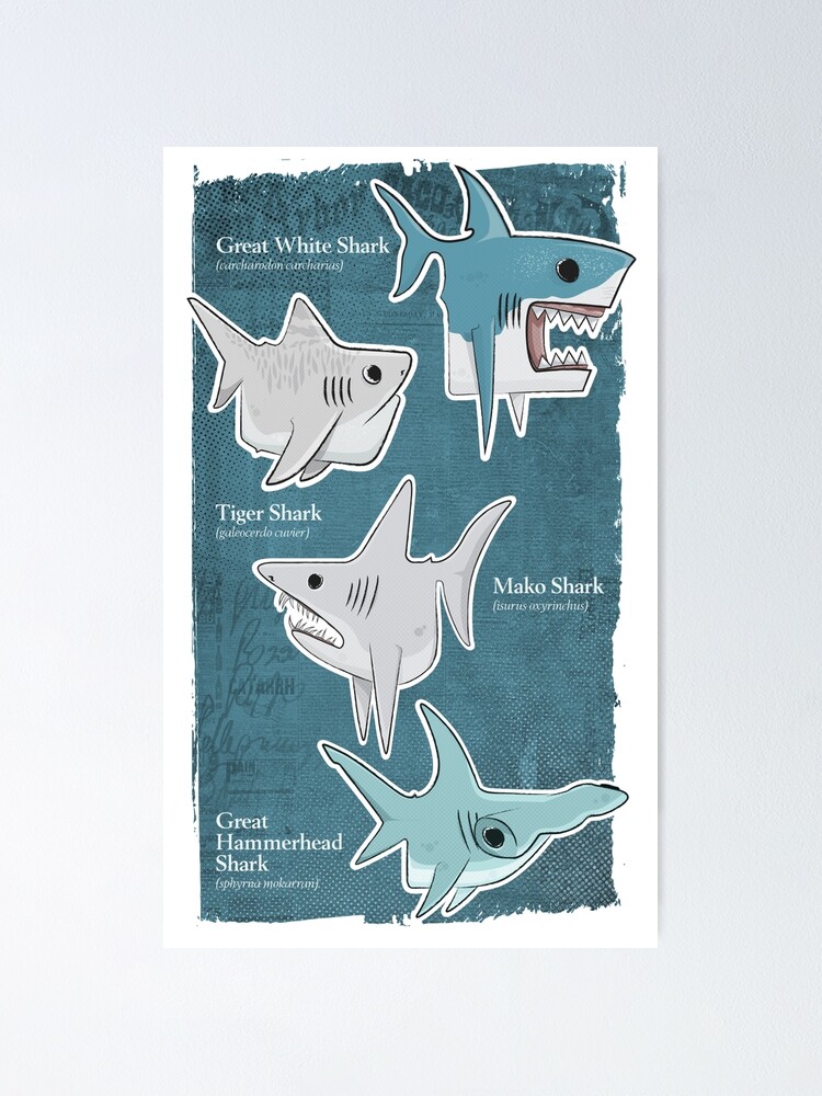 "Top 4 best sharks" Poster for Sale by urbancrab | Redbubble