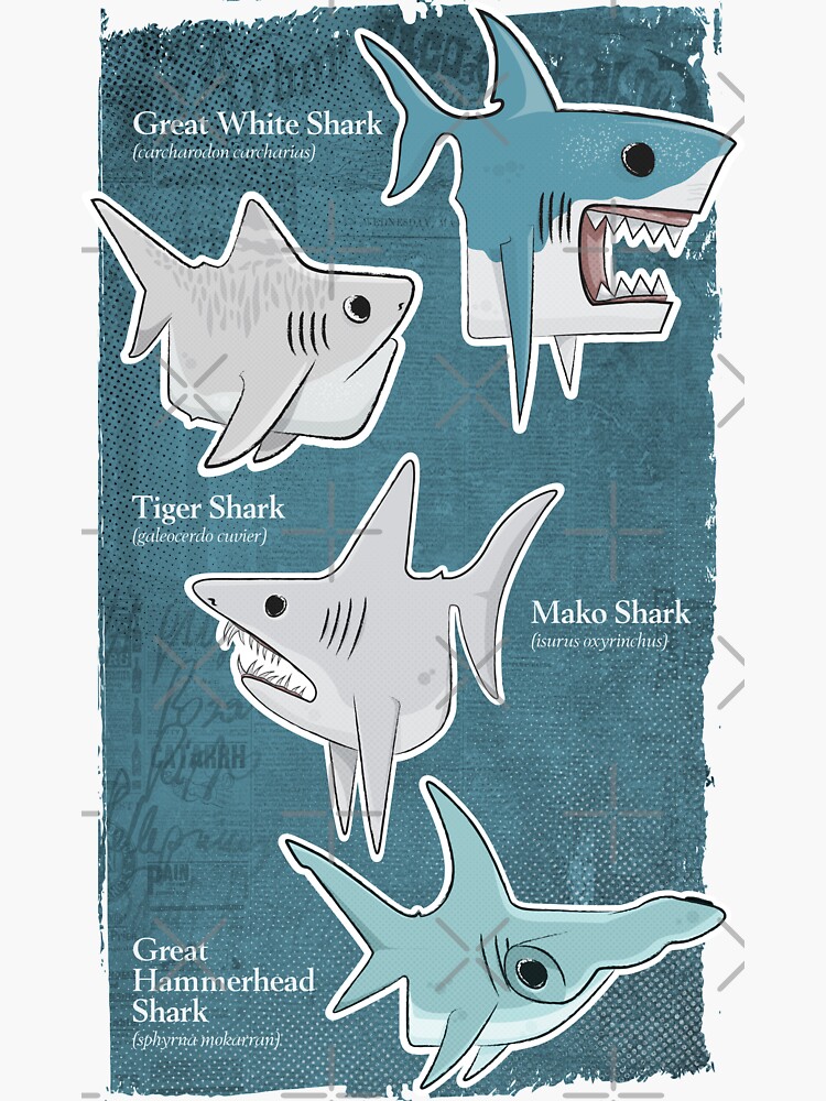 "Top 4 best sharks" Sticker for Sale by urbancrab | Redbubble
