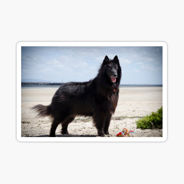 "2018 Groenendael" Sticker for Sale by Belgian | Redbubble
