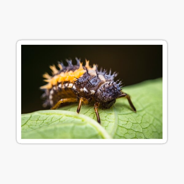 "Ladybug Larvae - Coccinellidae" Sticker for Sale by AronsTinySafari ...