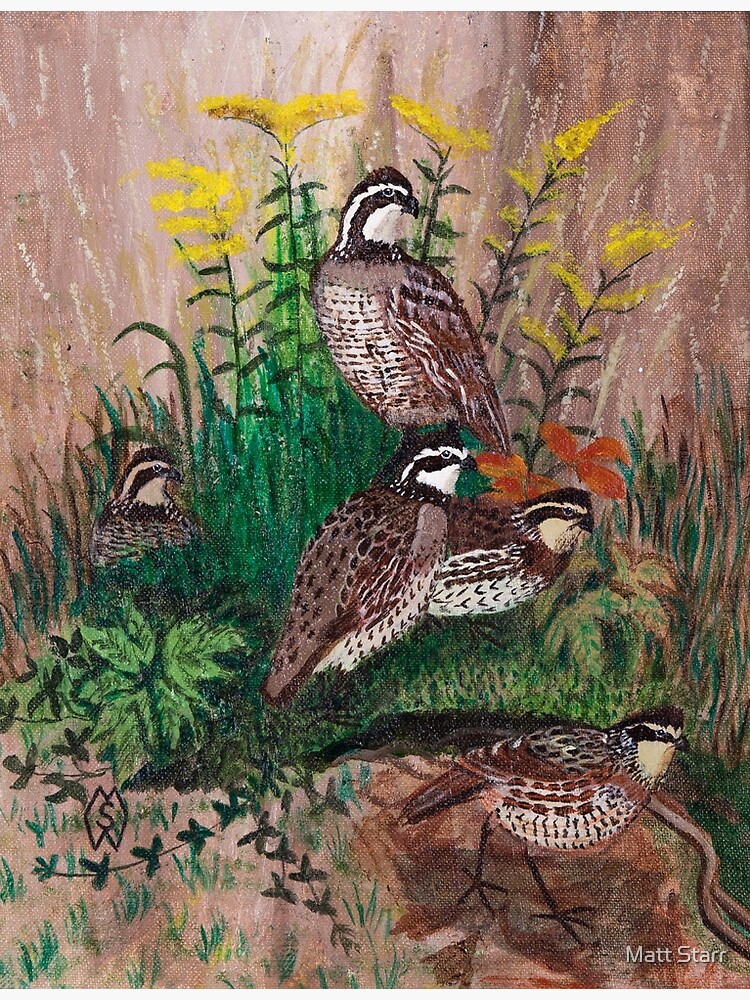 "Covey of Quail " Poster for Sale by mattstarr | Redbubble
