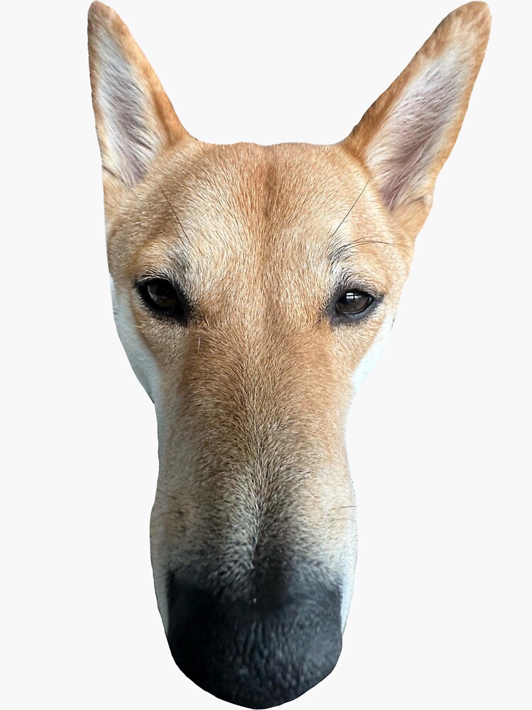 "Shiba Jeff Snoot" Sticker for Sale by shibajeff | Redbubble