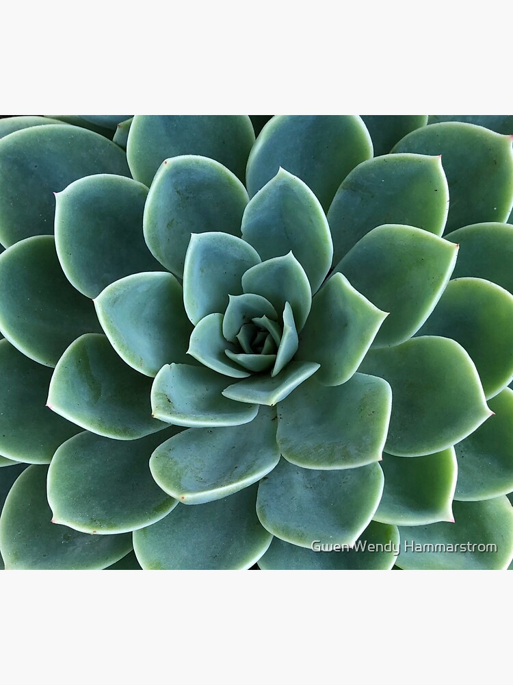 "Succulent geometry" Sticker for Sale by Innerworks123 | Redbubble
