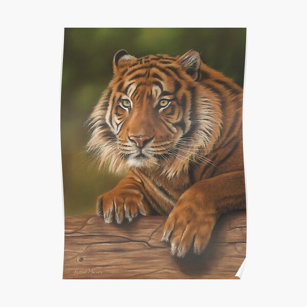 "Sumatran Tiger" Poster by richardmacwee | Redbubble