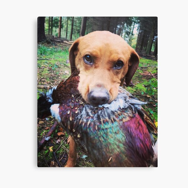 Fox Red Labrador Gifts & Merchandise | Redbubble