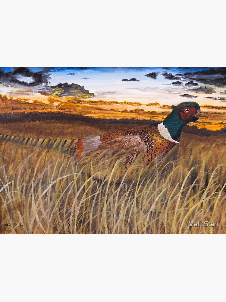 "Pheasant at sunset " Sticker for Sale by mattstarr | Redbubble