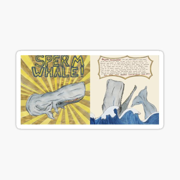 "Sperm Whale illustration, ink, watercolor" Sticker for Sale by ...