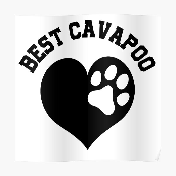 "Best Cavapoo Cavalier King Charles and Poodle dog Cavadoodle Cavoodle ...