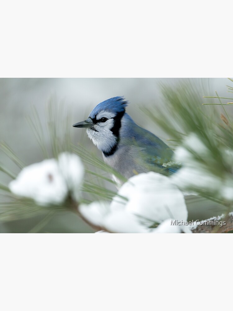 "Blue Jay" Sticker for Sale by jaydee1400 | Redbubble