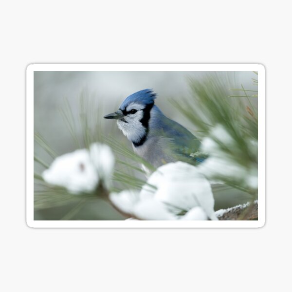 "Blue Jay" Sticker for Sale by jaydee1400 | Redbubble