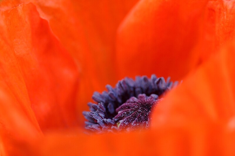 "Poppy Heart " by Debbie Oppermann | Redbubble