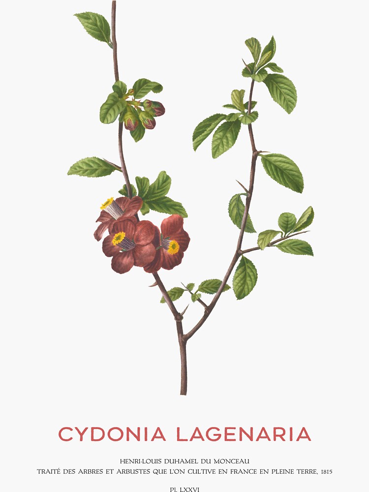 "Chinese quince or Cydonia Lagenaria" Sticker for Sale by Vintagrafica ...