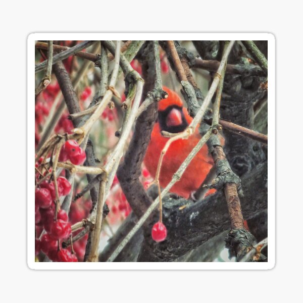 "Bold Red Cardinal Hiding in the Tree" Sticker for Sale by SXW-Designs ...