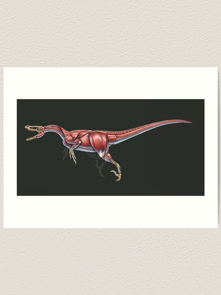 "Velociraptor Mongoliensis Muscle Study (No Labels)" Art Print by ...