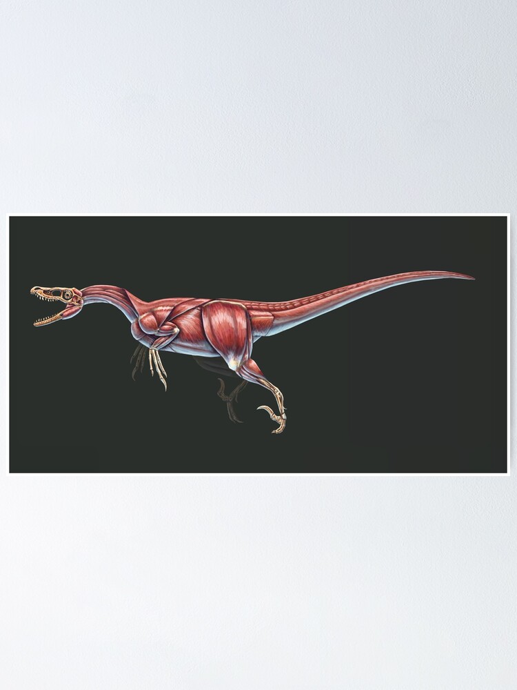 "Velociraptor Mongoliensis Muscle Study (No Labels)" Poster for Sale by ...
