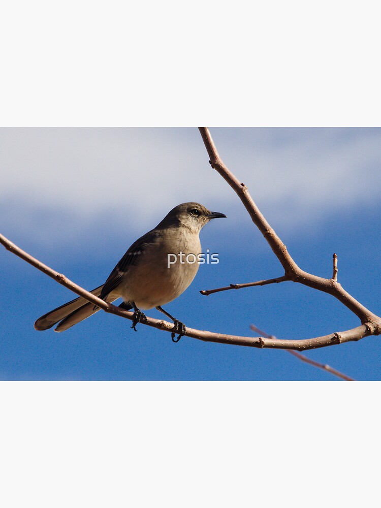 "Northern Mockingbird" Sticker for Sale by ptosis | Redbubble