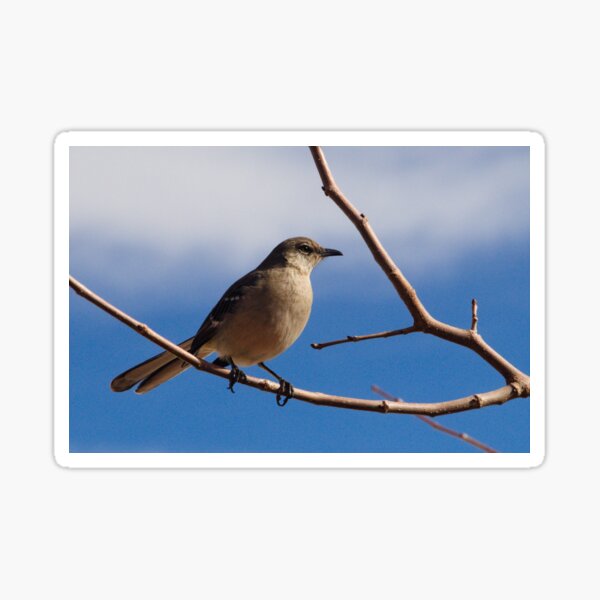"Northern Mockingbird" Sticker for Sale by ptosis | Redbubble