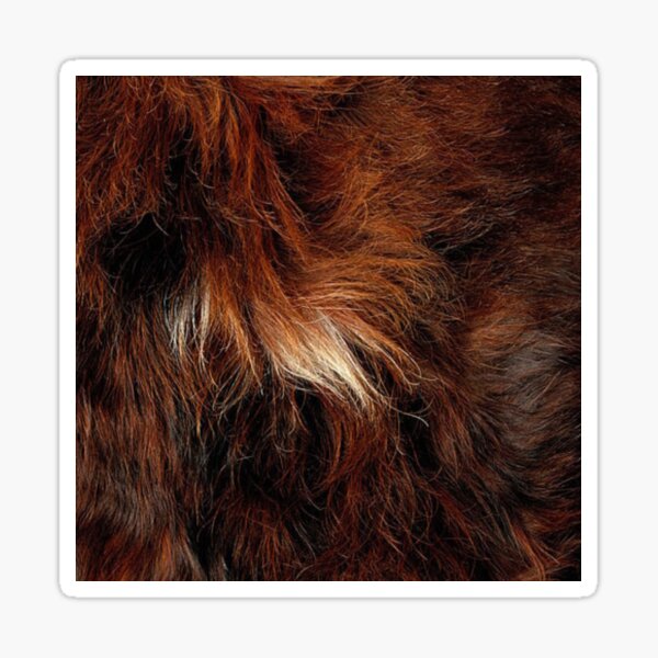 "soft dark brown fur" Sticker for Sale by GriseldaAngela | Redbubble