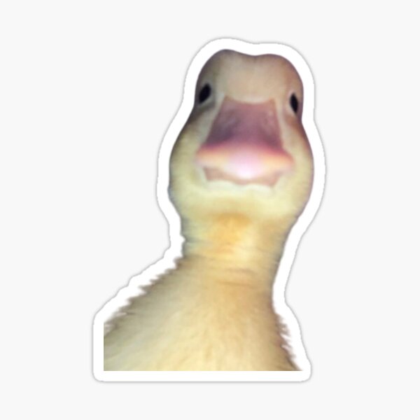 "Duck meme" Sticker for Sale by TWILIGHTz | Redbubble