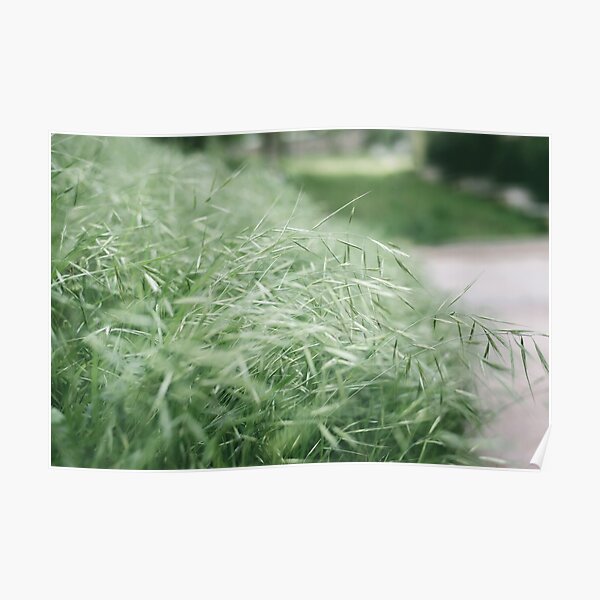 "Wild Green Grass Field" Poster for Sale by Phanaturalis | Redbubble