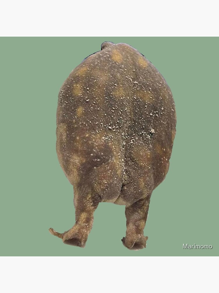"Frog Butt" Art Board Print for Sale by Marimomo | Redbubble