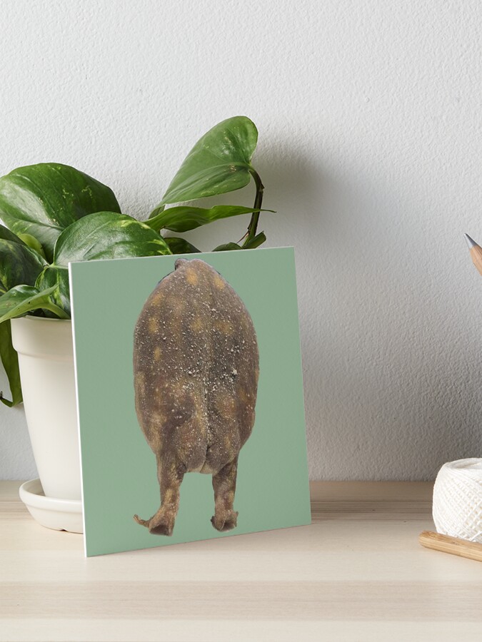 Frog Butt Art Board Print For Sale By Marimomo Redbubble