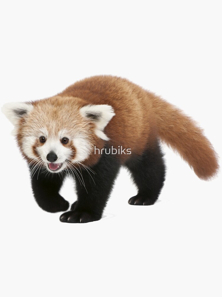 "Red Panda" Sticker for Sale by hrubiks | Redbubble