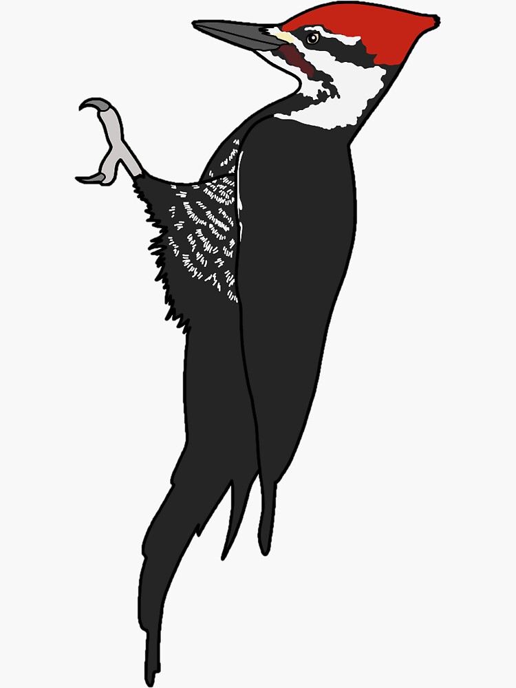 "Pileated Woodpecker" Sticker for Sale by taylorrowan | Redbubble