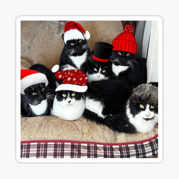 "Kitty Caroling" Sticker for Sale by ptchris65 | Redbubble