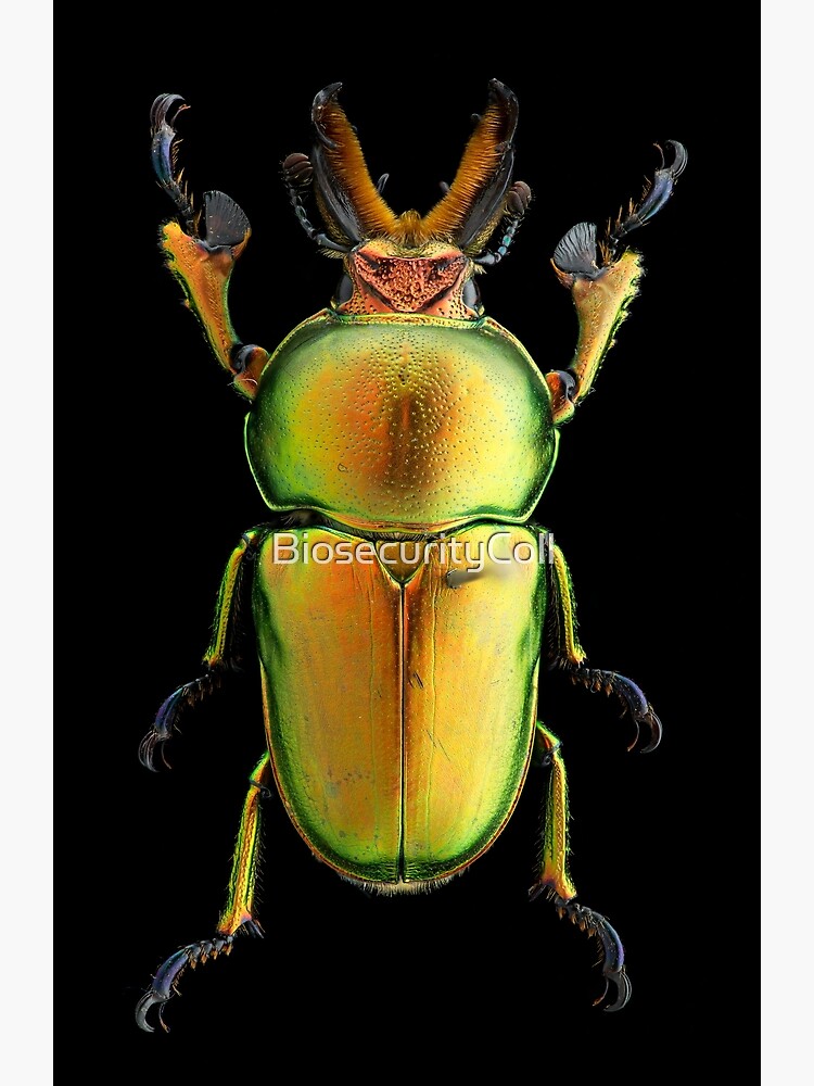 "Male Golden Green Stag Beetle (Lamprima latreillii)" Poster for Sale ...