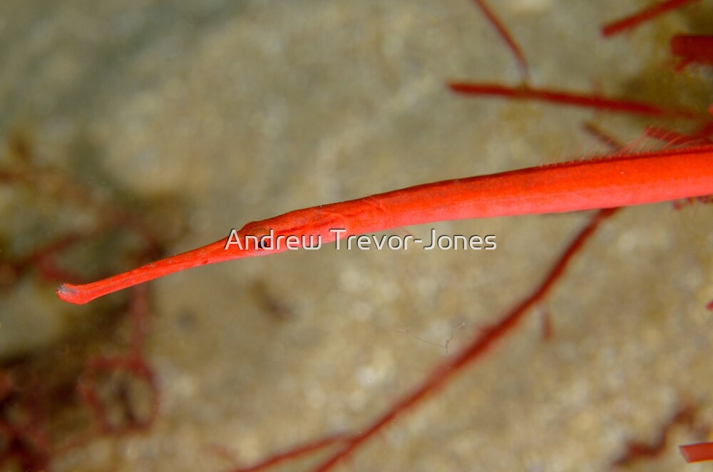 "Red Widebody Pipefish - Stigmatopora sp." by Andrew Trevor-Jones ...