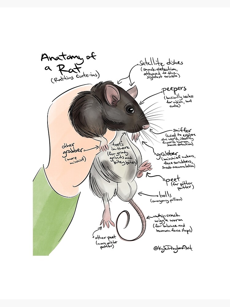 External Anatomy Of A Rat Rat Dissection (complete)