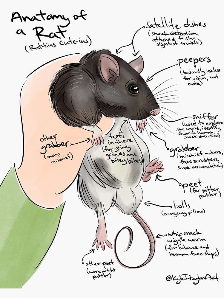 "Anatomy of a Rat" Sticker for Sale by kyledraytonart | Redbubble