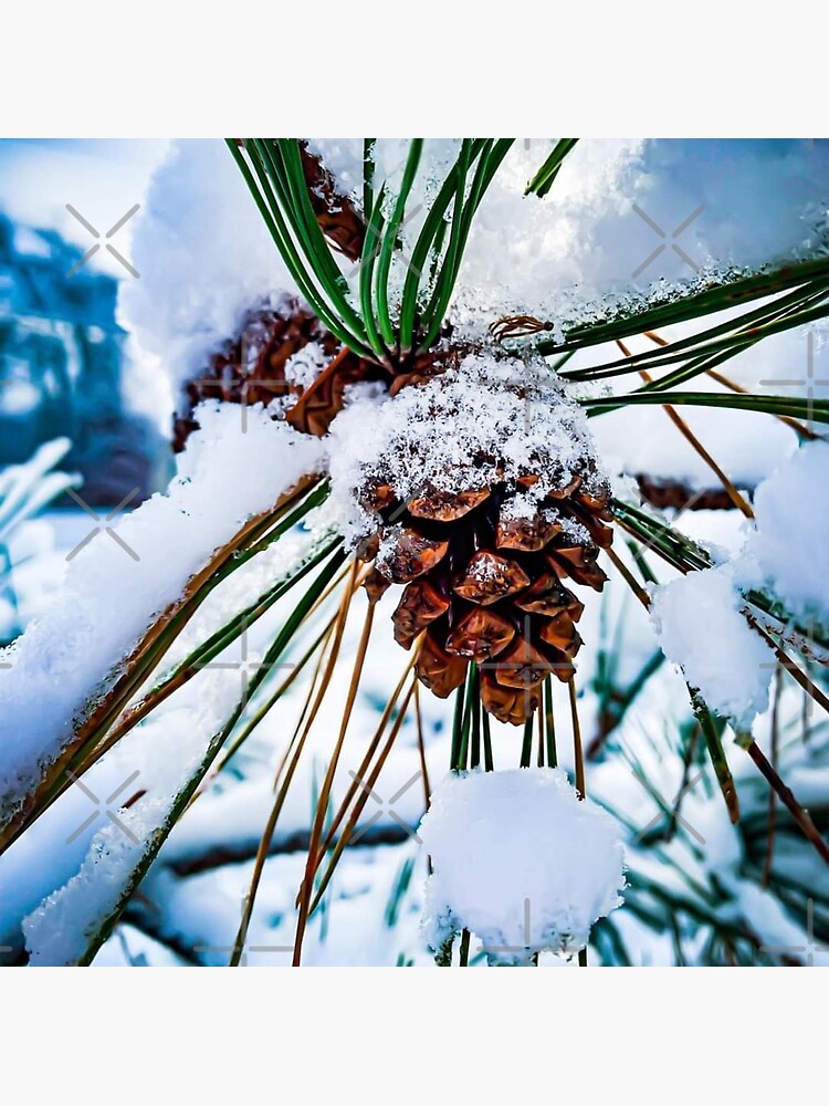 "Pine cone" Poster for Sale by YC-Photography | Redbubble