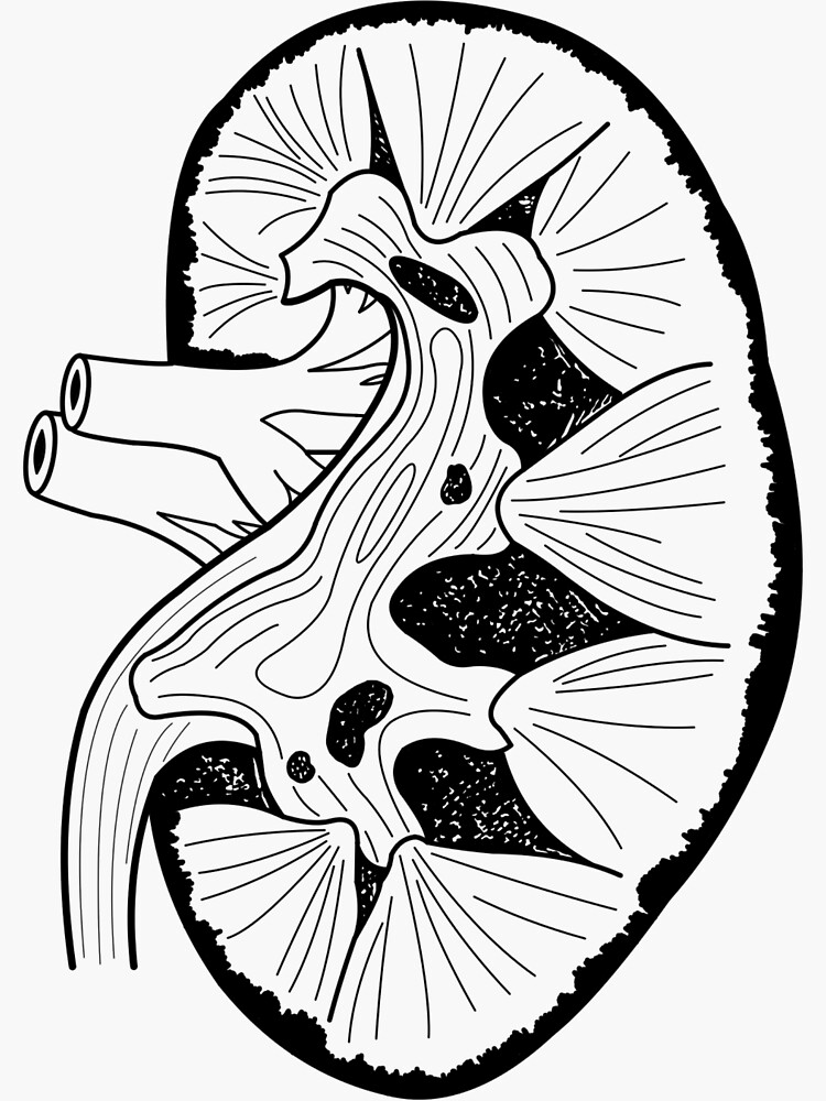 "Kidney Line Art large" Sticker for Sale by Organoleptic | Redbubble