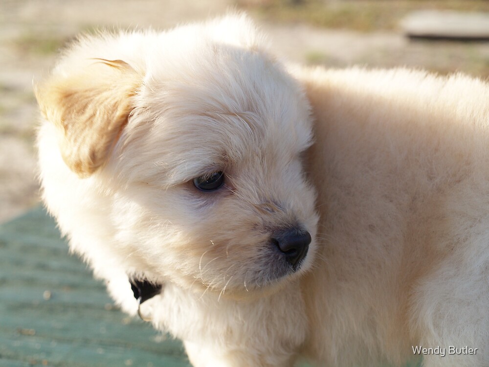 "A Chow-Poodle cross Puppy" by Wendy Butler | Redbubble