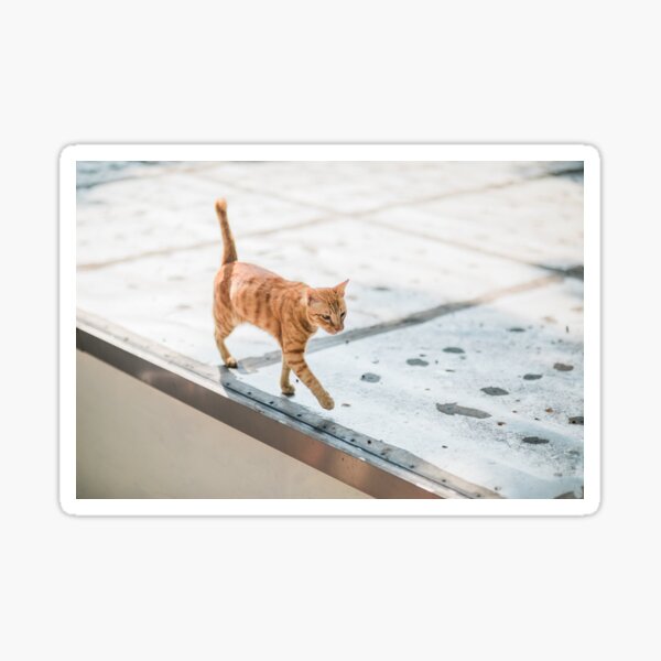 "Walking Cat" Sticker for Sale by aheiay | Redbubble